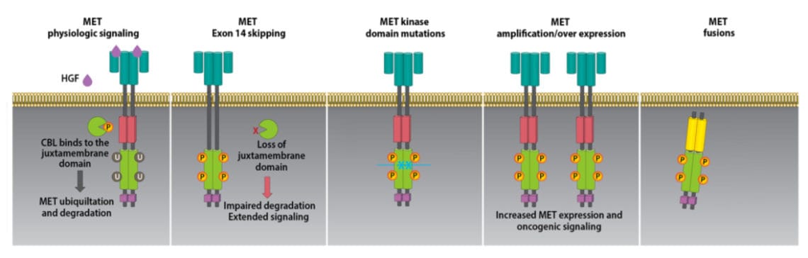 What Is MET? - MET Crusaders